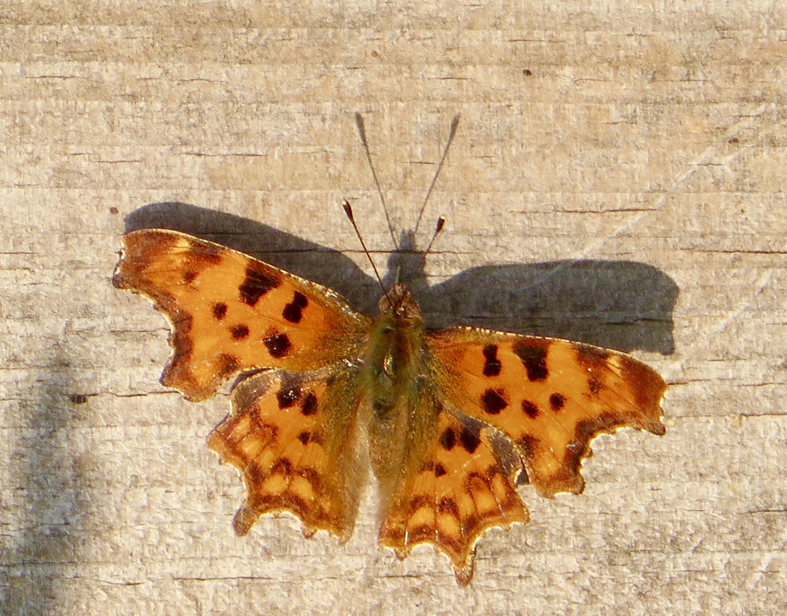 Insects – Friends of The Hook