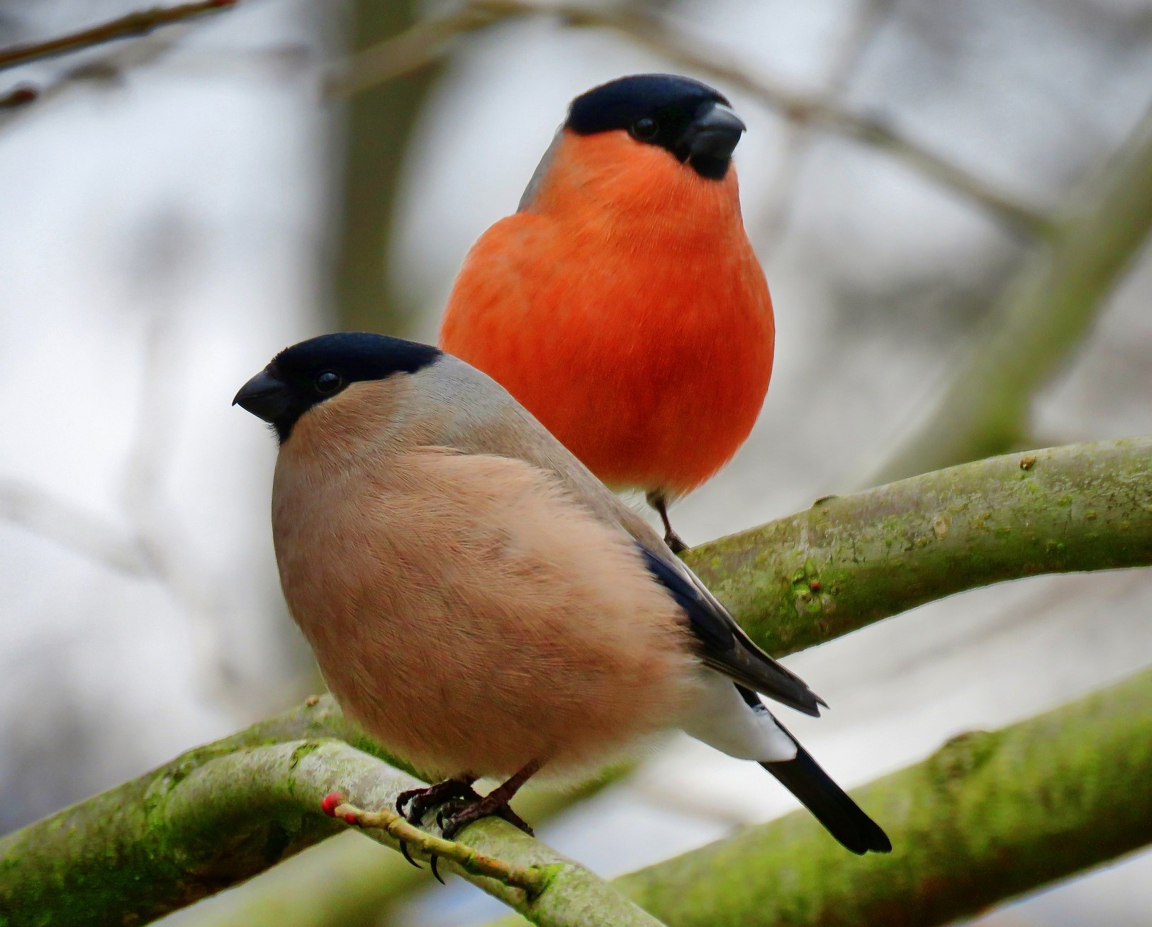 Birds – Friends of The Hook